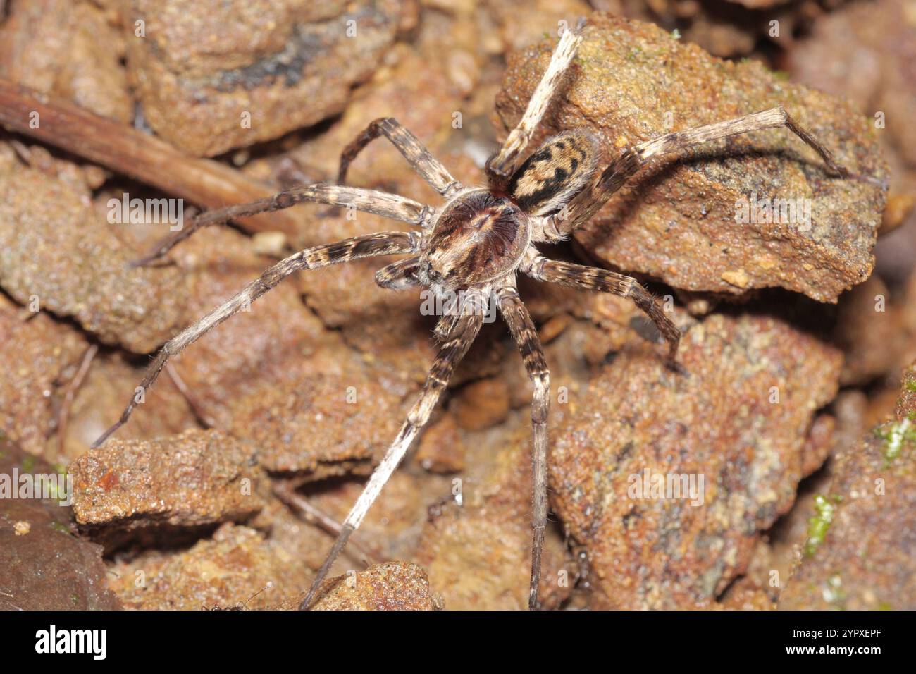 Tropical Wandering Spiders (Ctenus Stock Photo - Alamy