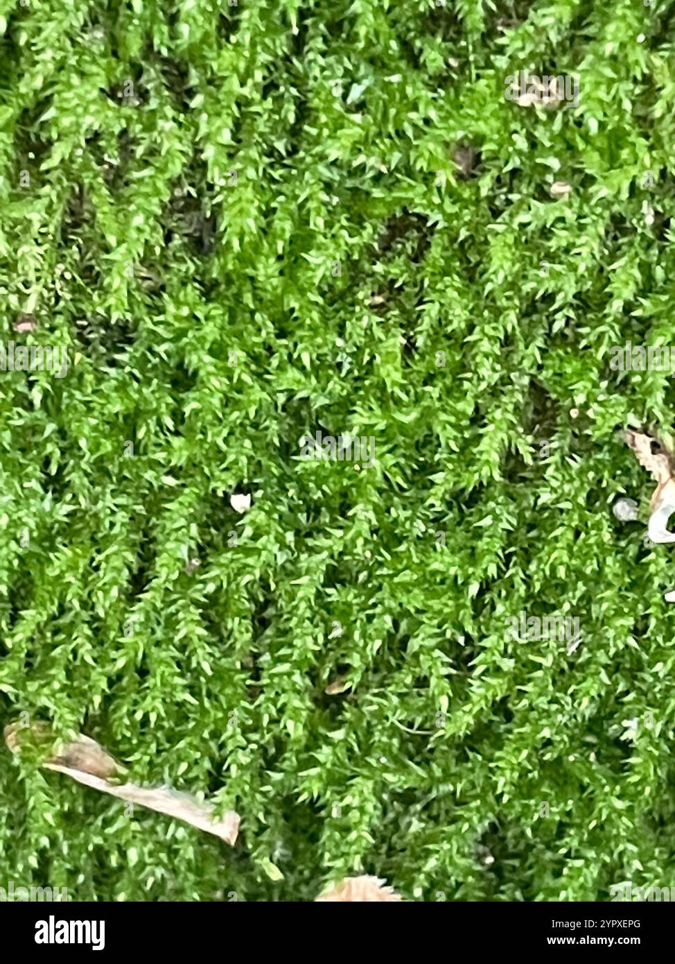 creeping feather-moss (Amblystegium serpens Stock Photo - Alamy