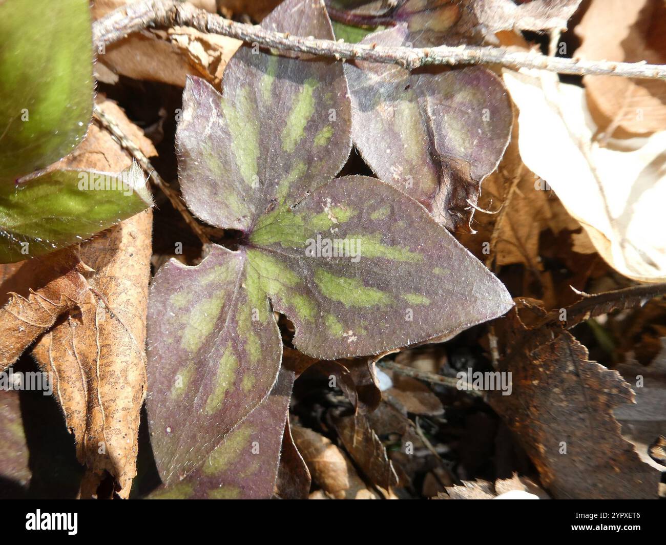 sharp-lobed hepatica (Hepatica acutiloba Stock Photo - Alamy