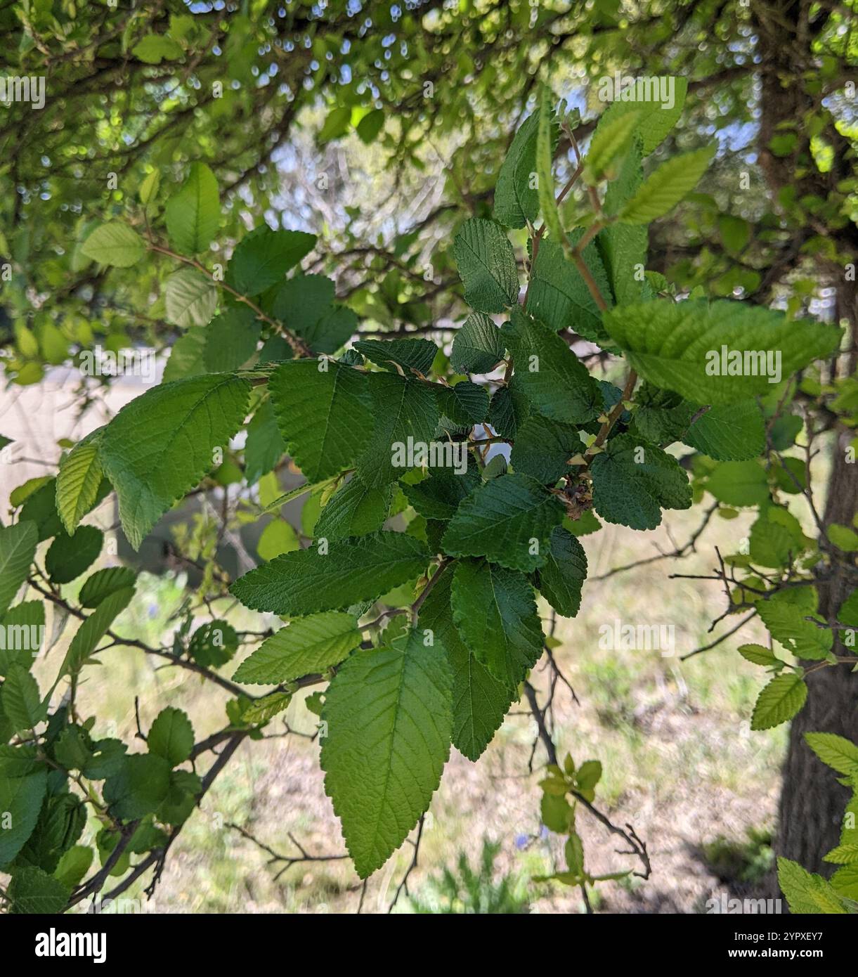 Cedar Elm (Ulmus crassifolia Stock Photo - Alamy
