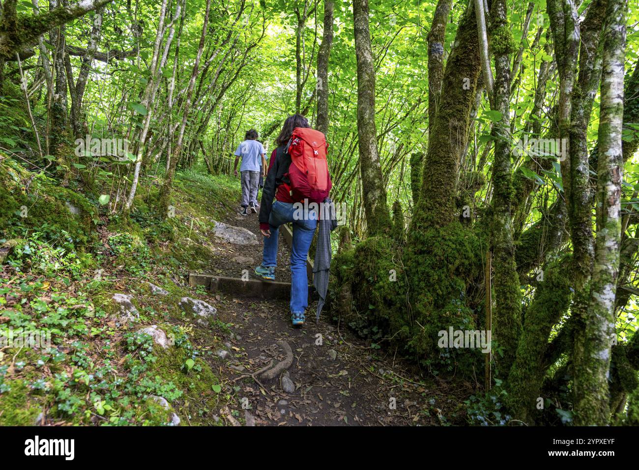 Hikers in the forest, Burren National Park, The Burren, County Clare ...