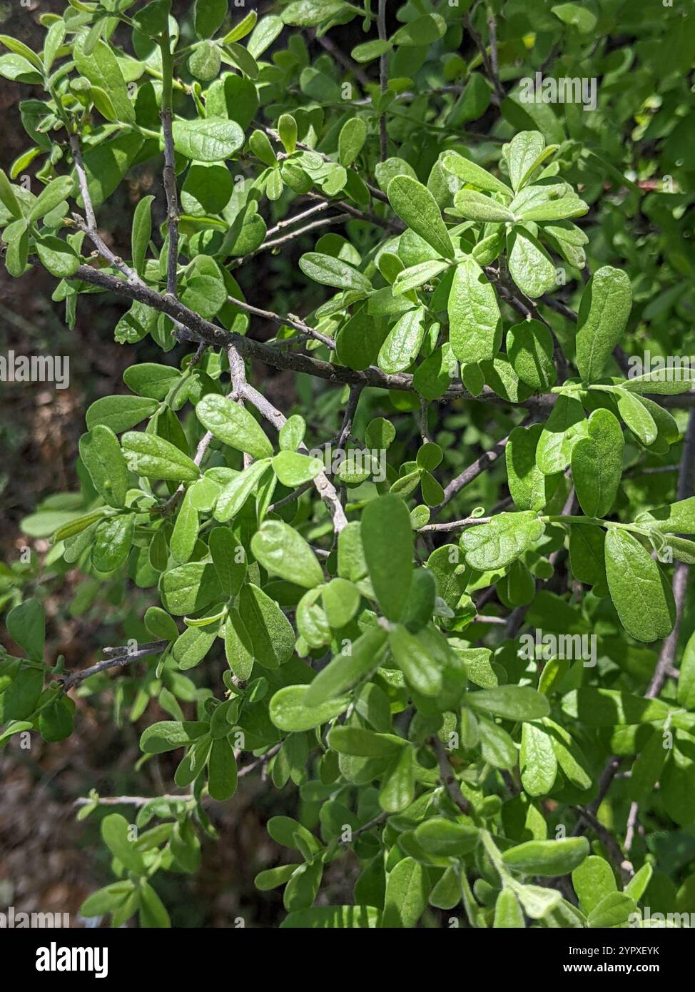 Texas Persimmon (Diospyros texana Stock Photo - Alamy