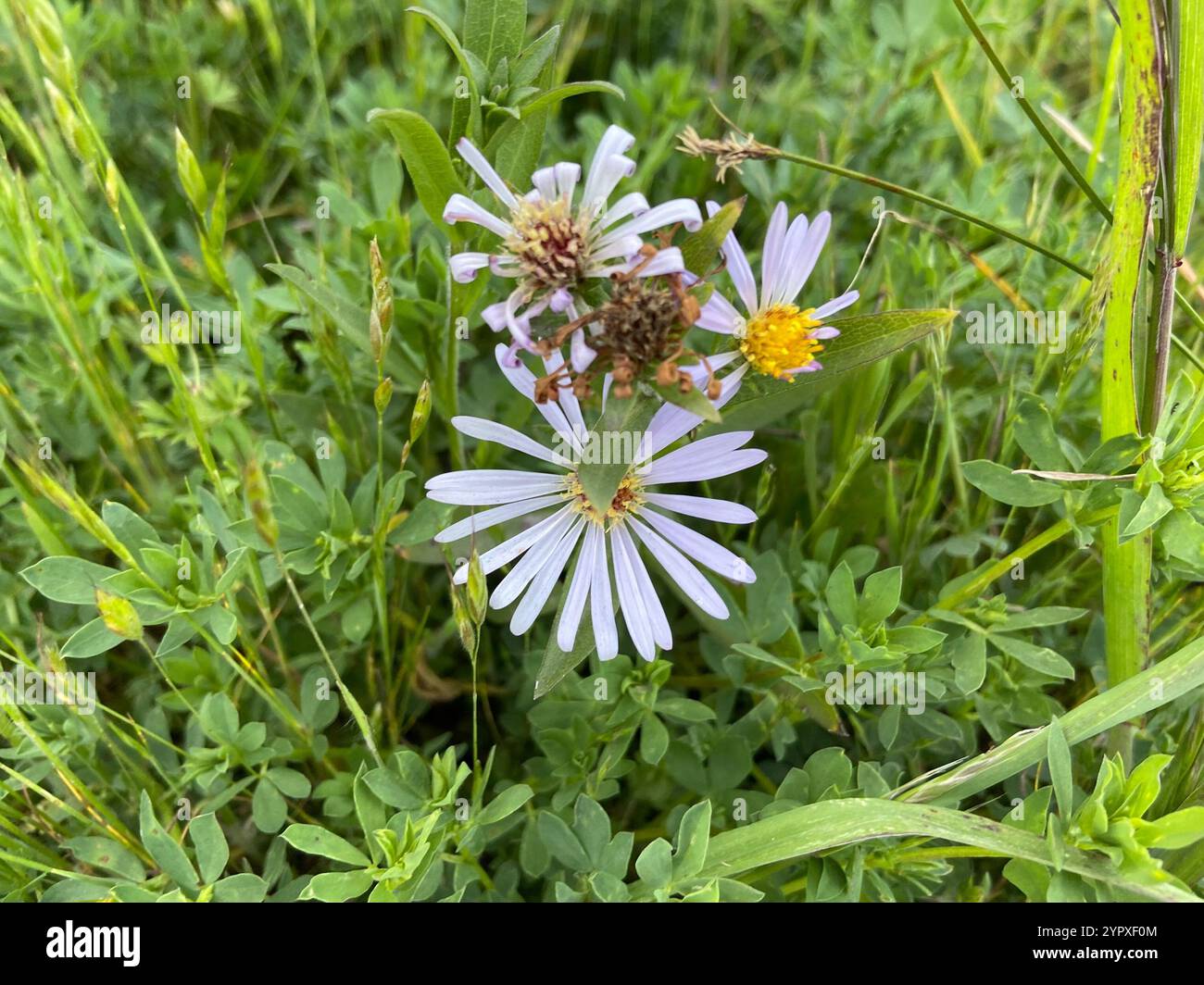 Pacific Aster (Symphyotrichum chilense Stock Photo - Alamy