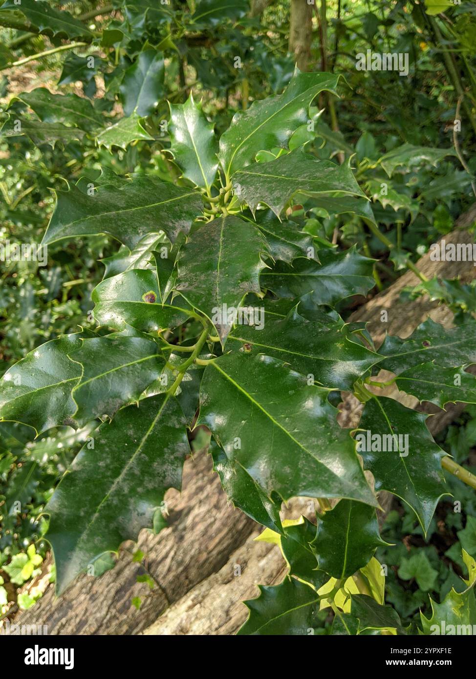 European holly (Ilex aquifolium Stock Photo - Alamy