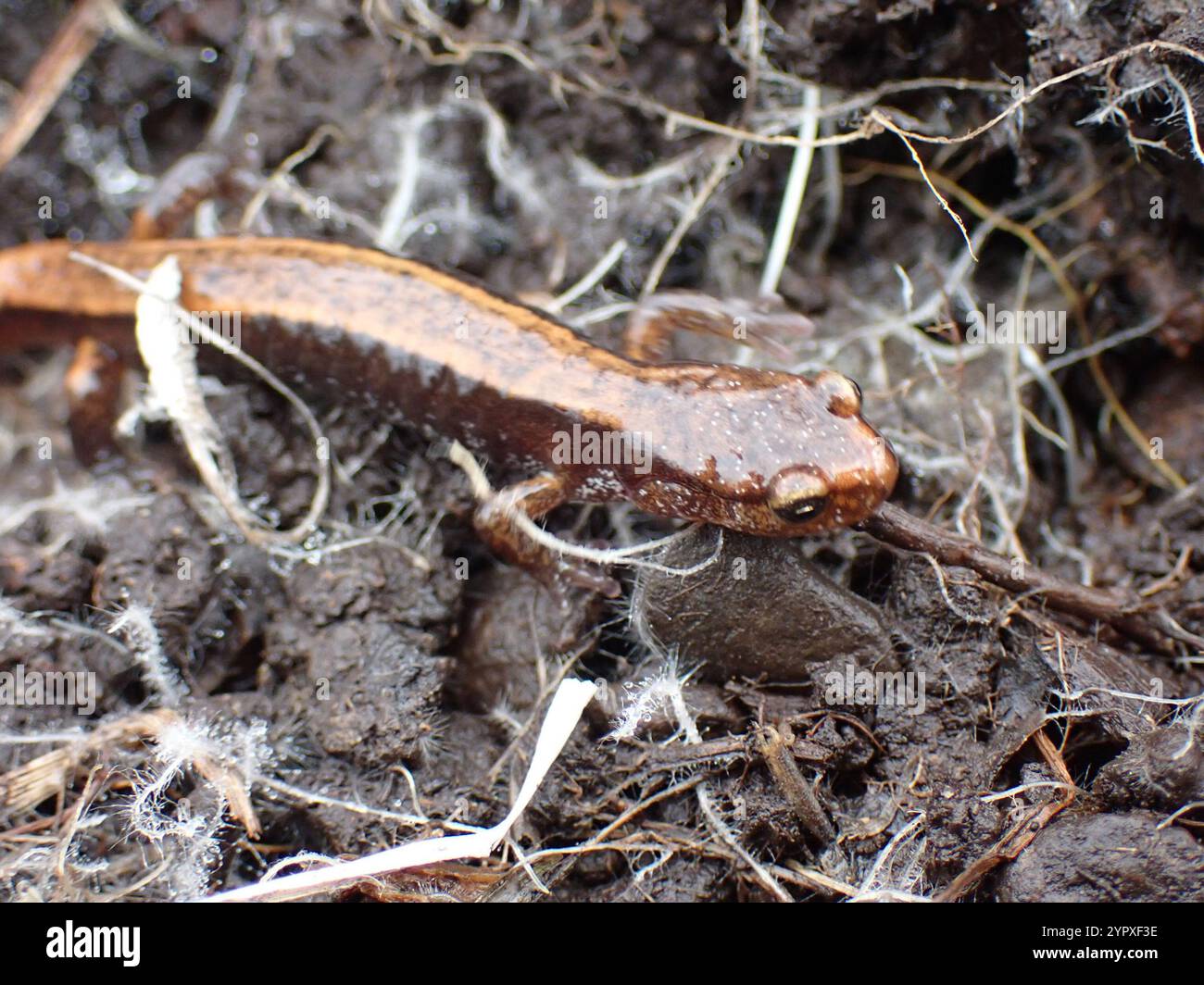 Western Red-backed Salamander (Plethodon vehiculum Stock Photo - Alamy