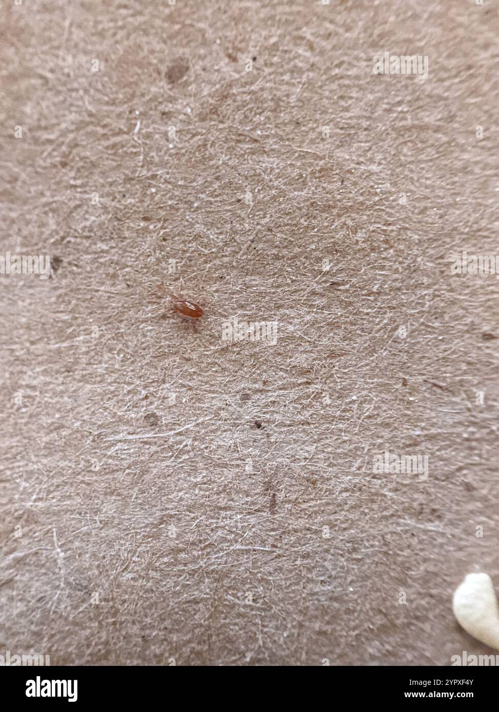 Mites and Ticks (Acari Stock Photo - Alamy