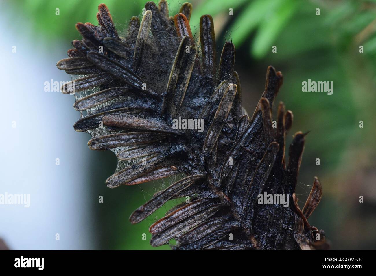 Brown Felt Blight (Herpotrichia juniperi Stock Photo - Alamy