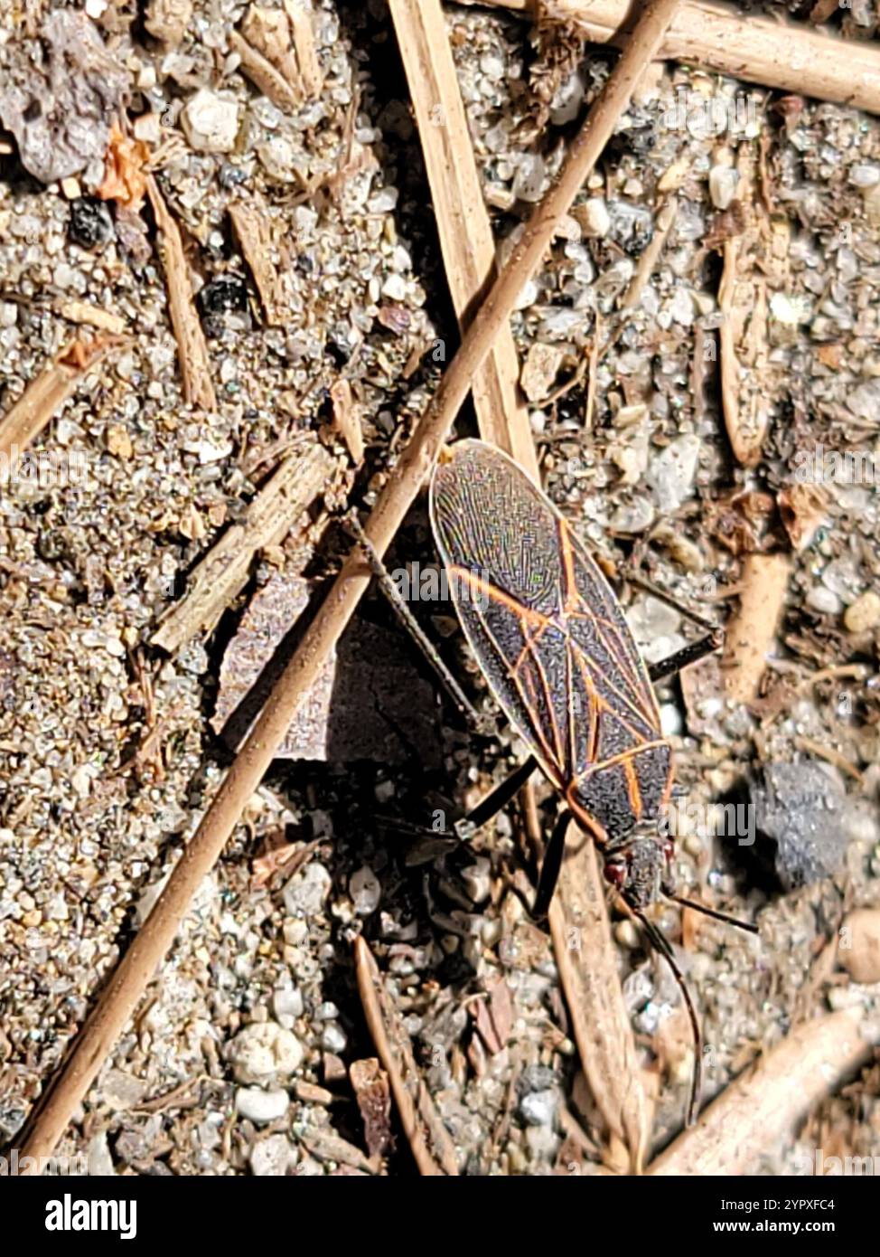 Western Boxelder Bug (Boisea rubrolineata Stock Photo - Alamy