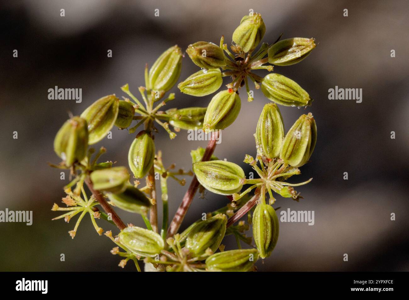 Alpine False Springparsley (Cymopterus lemmonii Stock Photo - Alamy