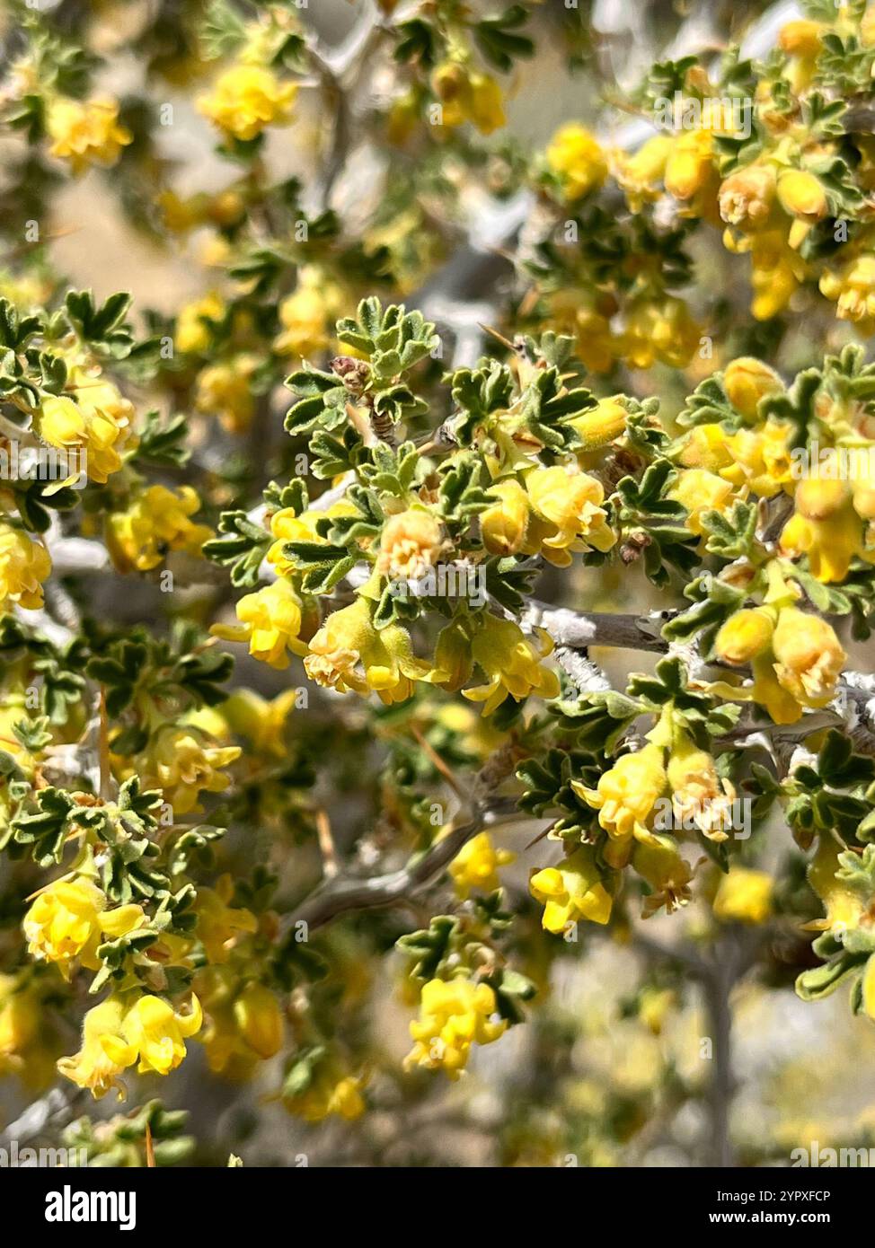 desert gooseberry (Ribes velutinum Stock Photo - Alamy