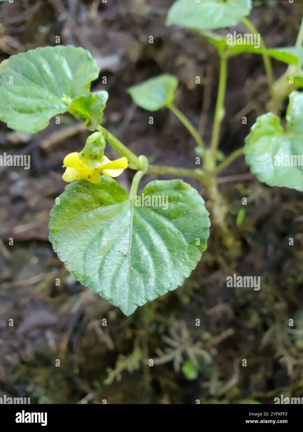 stream violet (Viola glabella Stock Photo - Alamy