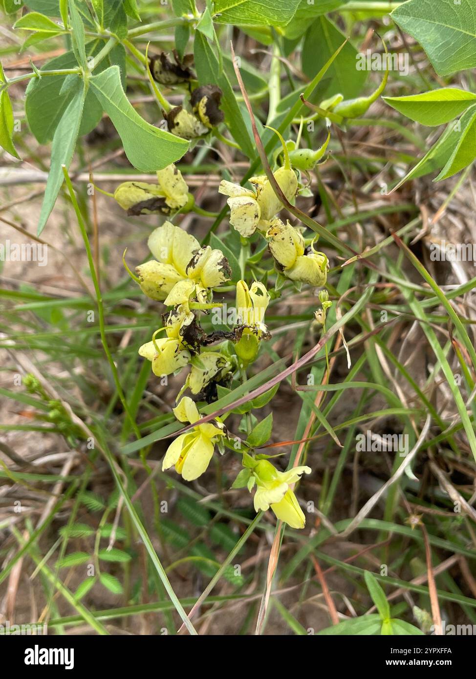 cream wild-indigo (Baptisia leucophaea Stock Photo - Alamy