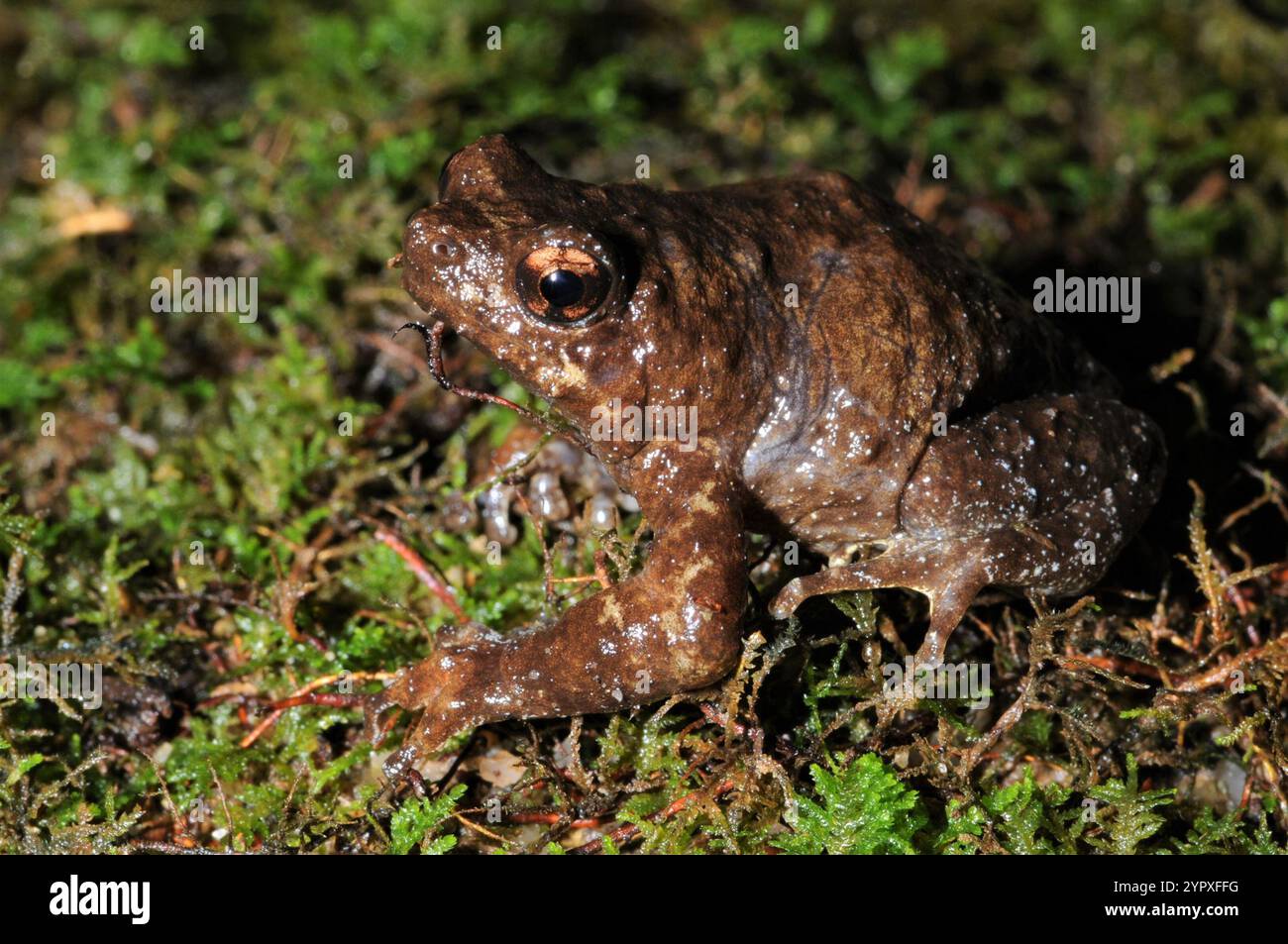 Malayan Treehole Frog (Metaphrynella pollicaris Stock Photo - Alamy