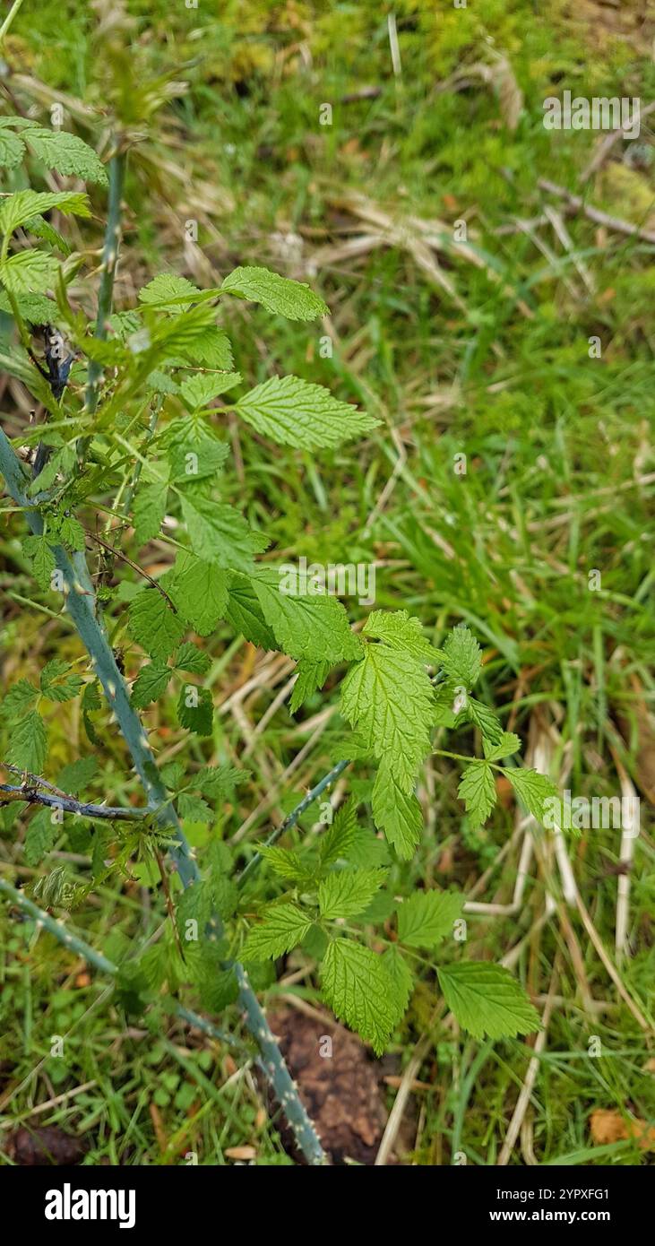 whitebark raspberry (Rubus leucodermis Stock Photo - Alamy