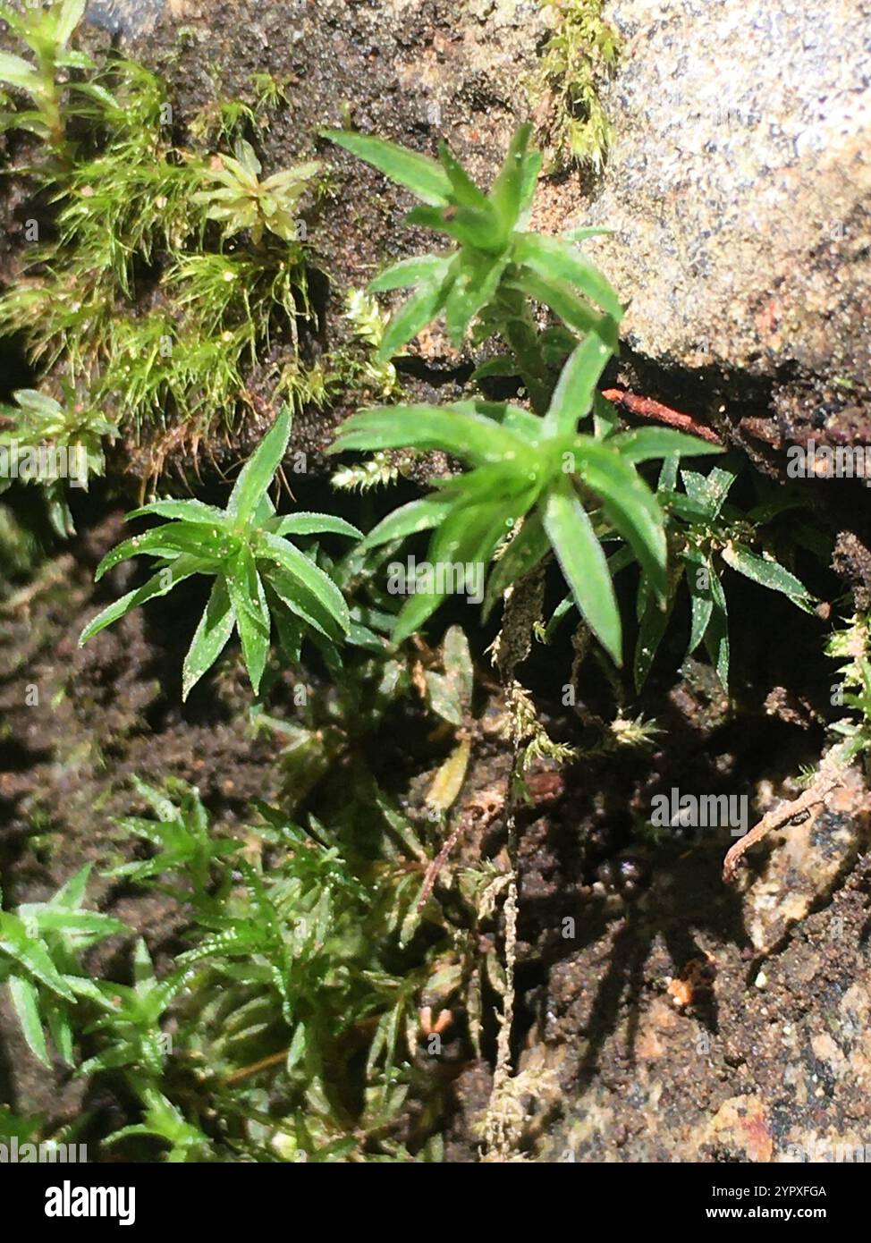 Contortum hi-res stock photography and images - Alamy