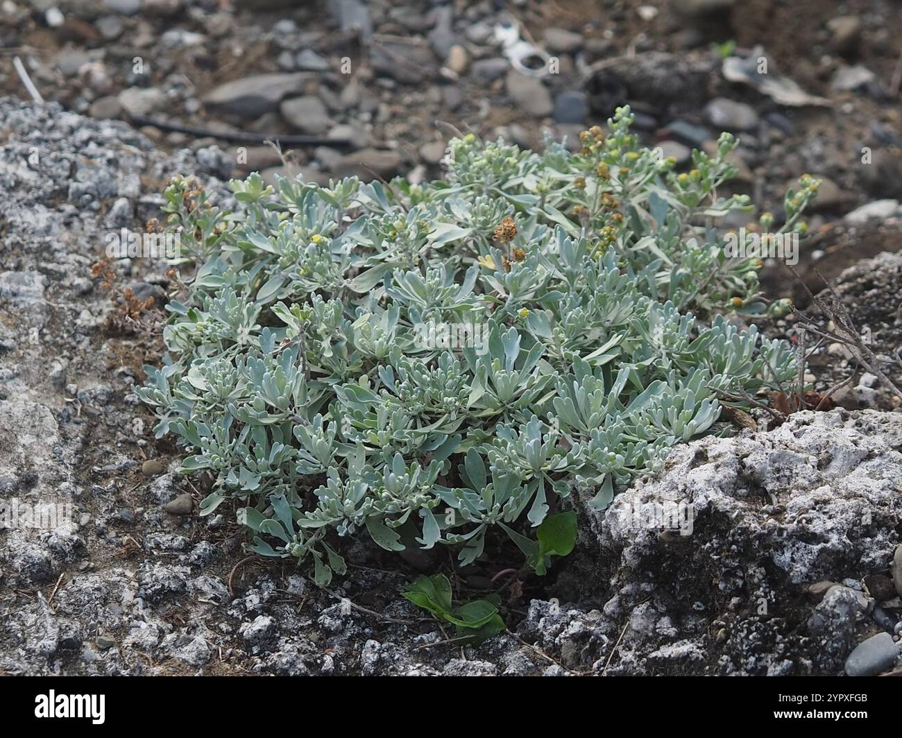 Crossostephium hi-res stock photography and images - Alamy