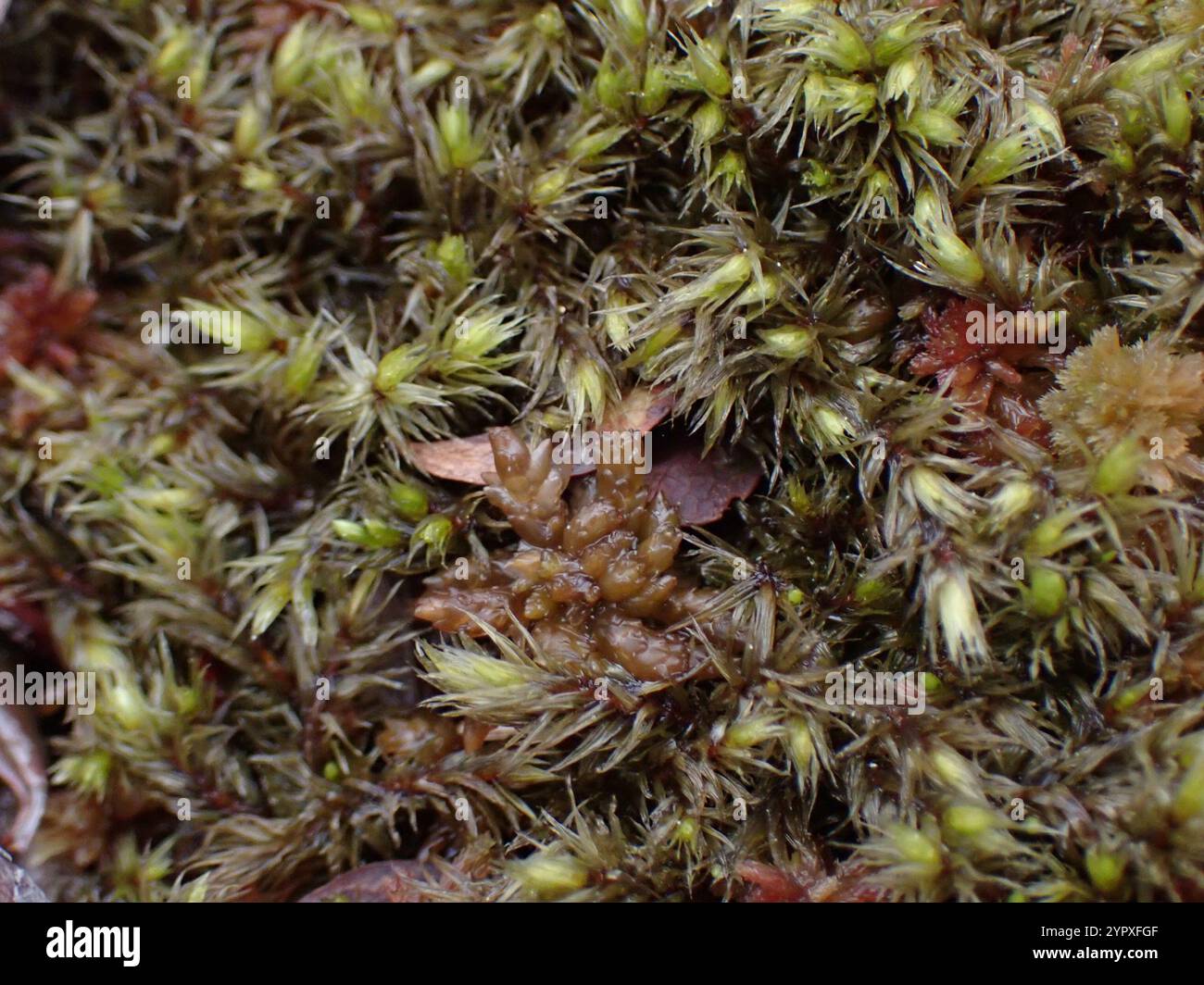 Papillose peatmoss hi-res stock photography and images - Alamy