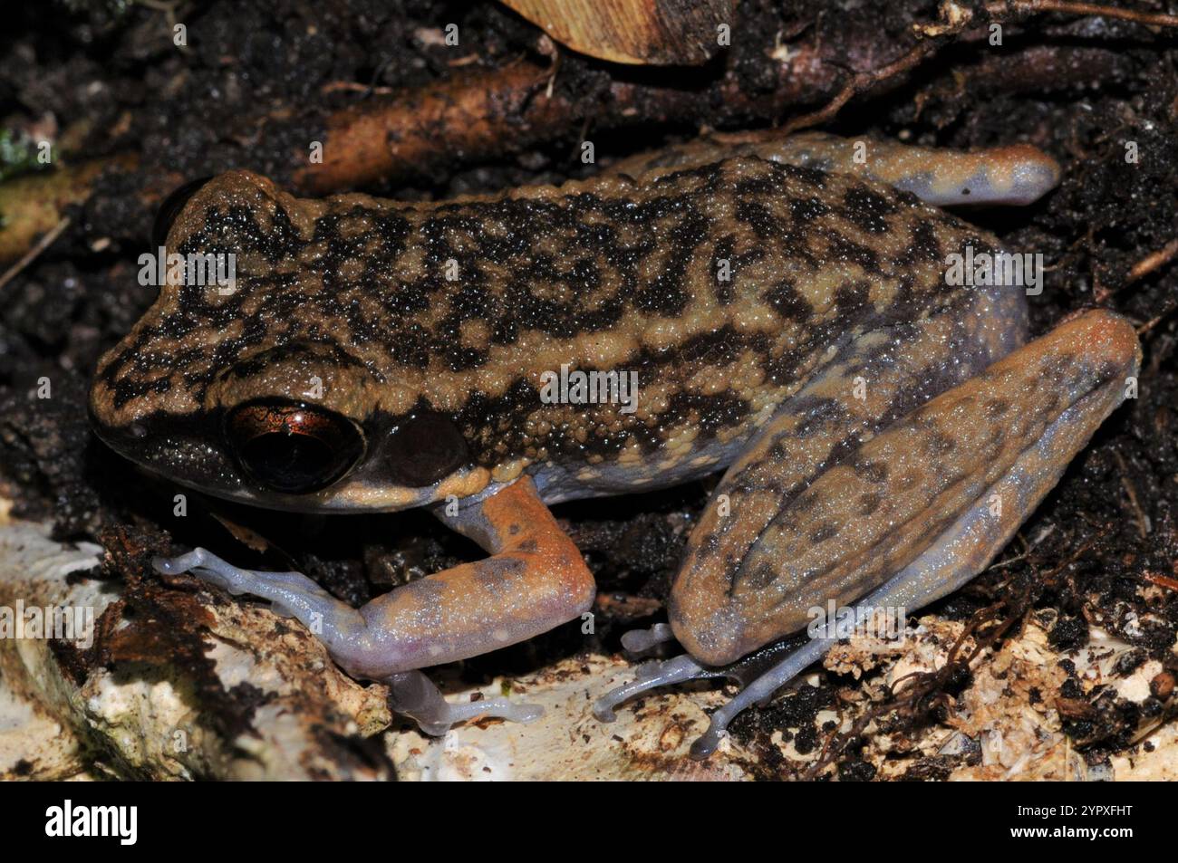 Banjaran hi-res stock photography and images - Alamy