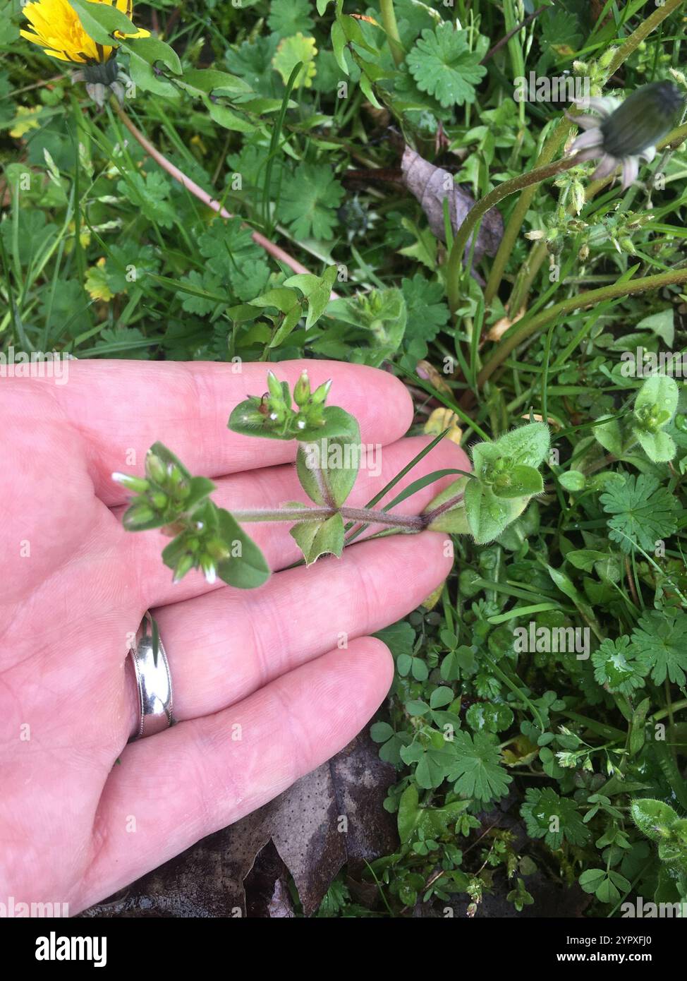 Sticky mouse-ear chickweed (Cerastium glomeratum Stock Photo - Alamy