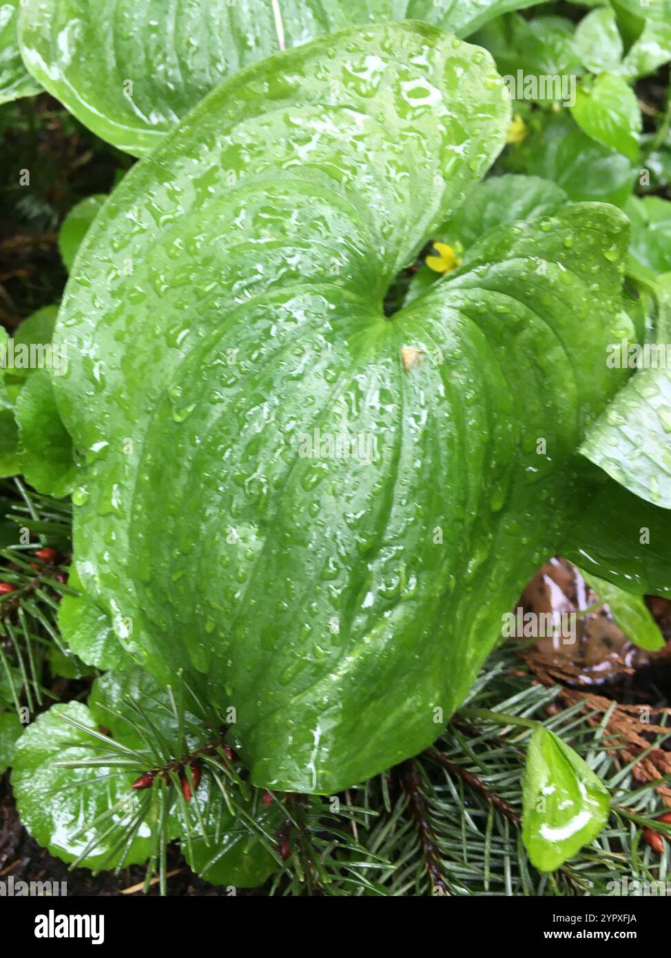 Western Lily of the Valley (Maianthemum dilatatum Stock Photo - Alamy