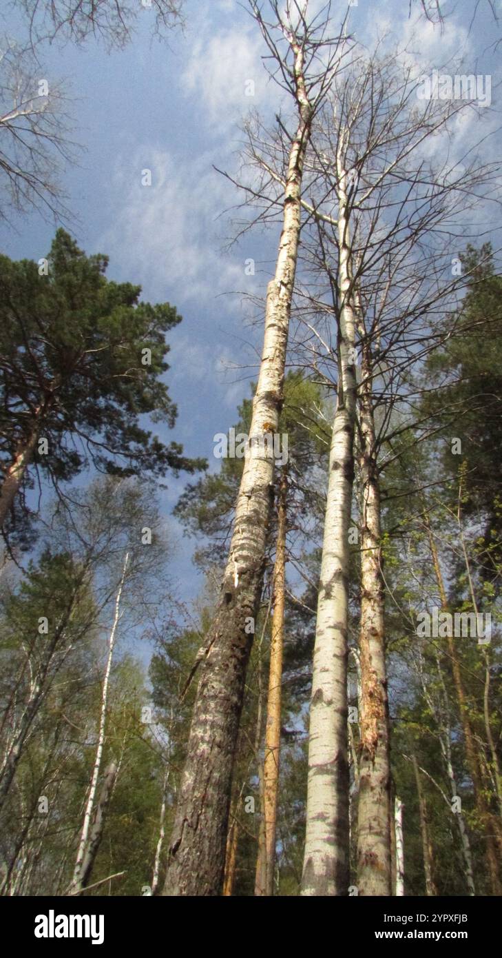 European aspen (Populus tremula Stock Photo - Alamy