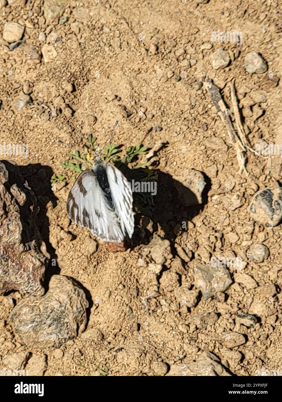 Checkered White (Pontia protodice Stock Photo - Alamy