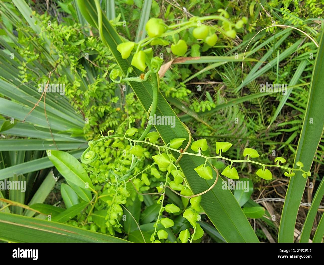 Lygodium microphyllum hi-res stock photography and images - Alamy