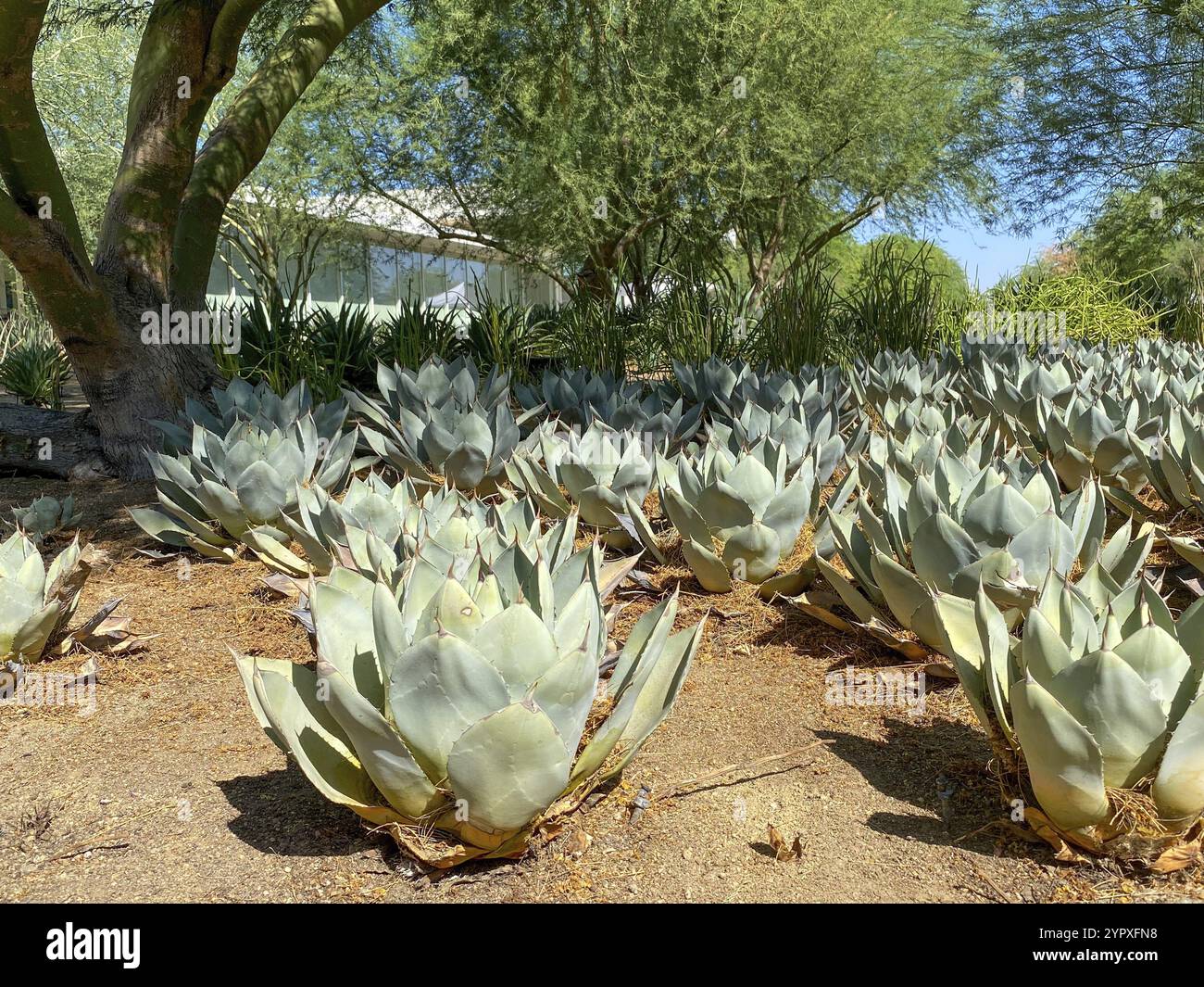 Tropical desert garden with dry plant and cactus Stock Photo - Alamy