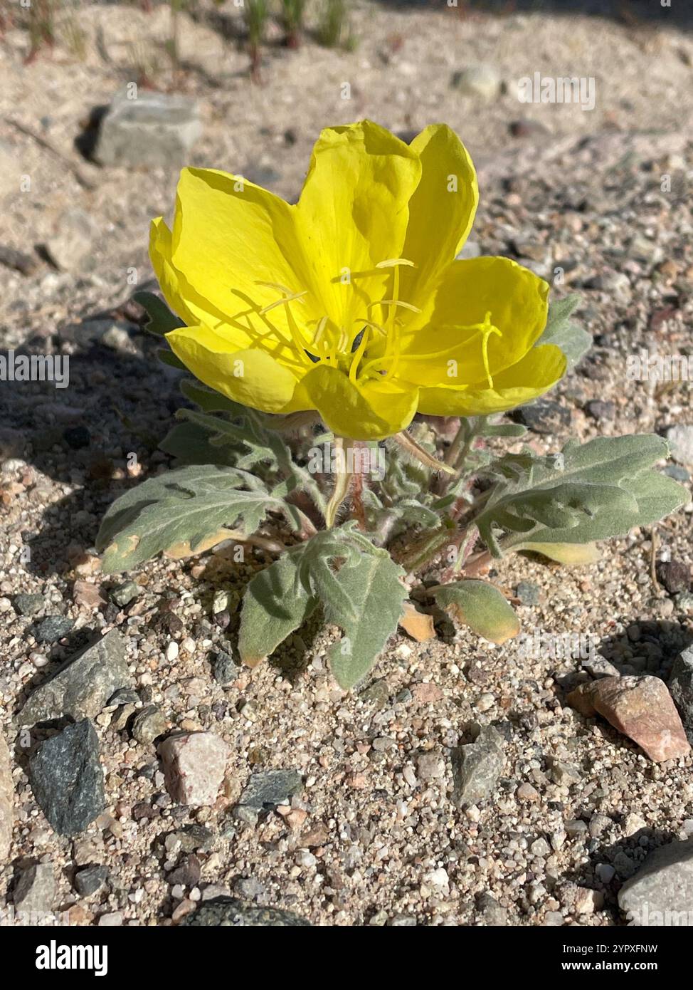desert evening-primrose (Oenothera primiveris Stock Photo - Alamy