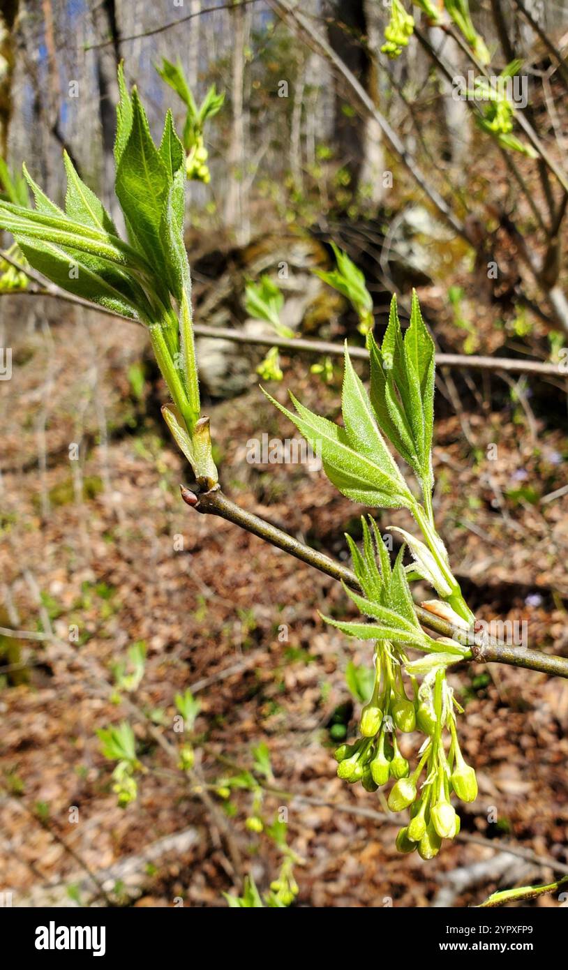 American bladdernut (Staphylea trifolia Stock Photo - Alamy