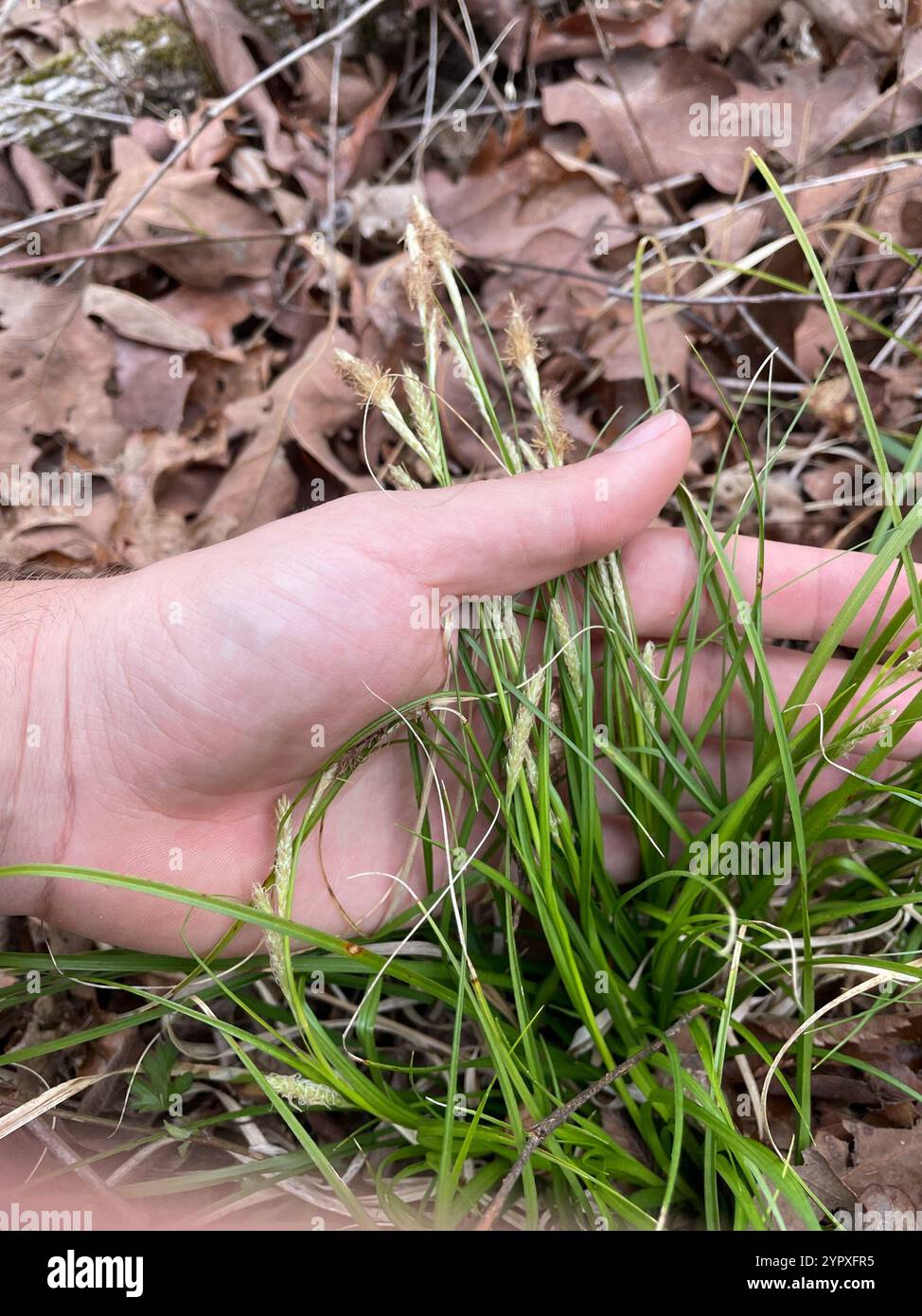 Cherokee sedge (Carex cherokeensis Stock Photo - Alamy