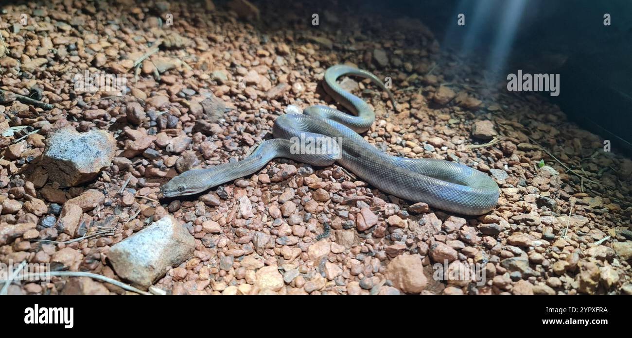 Children's Python (Antaresia childreni Stock Photo - Alamy