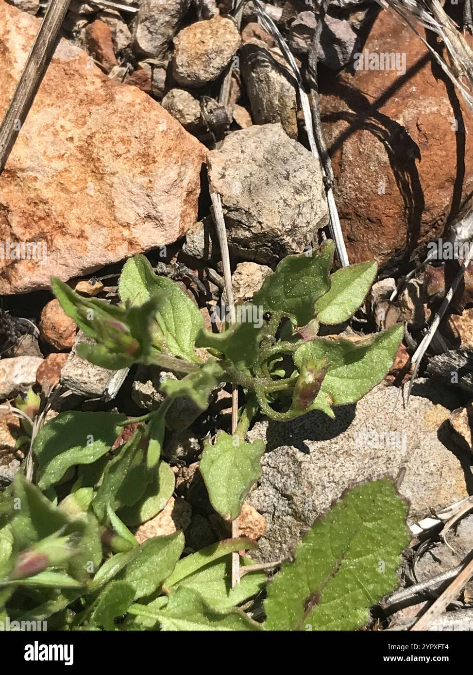 Small Blue Convolvulus (Convolvulus siculus siculus Stock Photo - Alamy