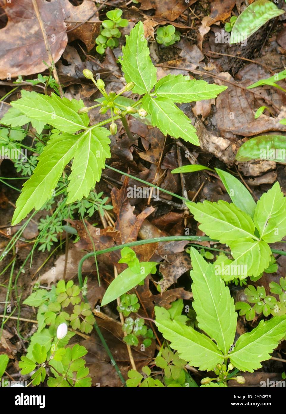 Two-leaved Toothwort (Cardamine diphylla Stock Photo - Alamy
