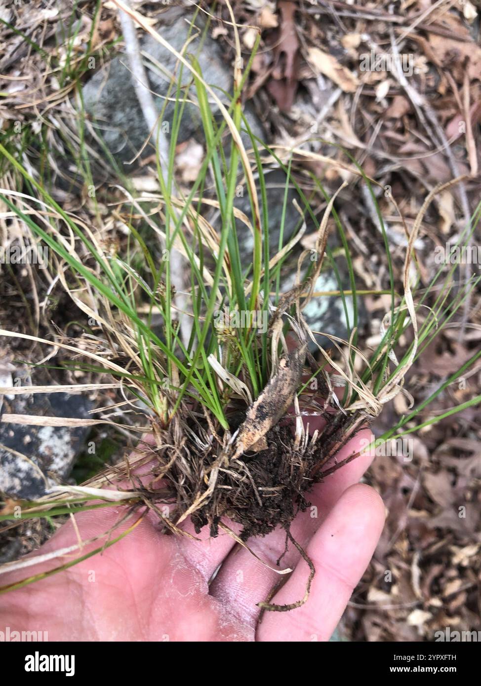 Black-edge Sedge (Carex nigromarginata Stock Photo - Alamy