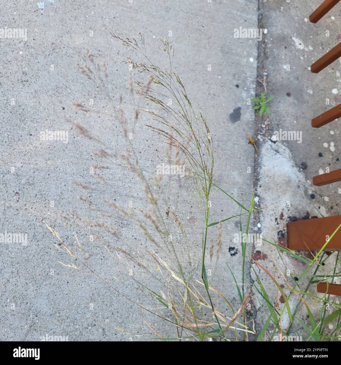 panic veldtgrass (Ehrharta erecta Stock Photo - Alamy