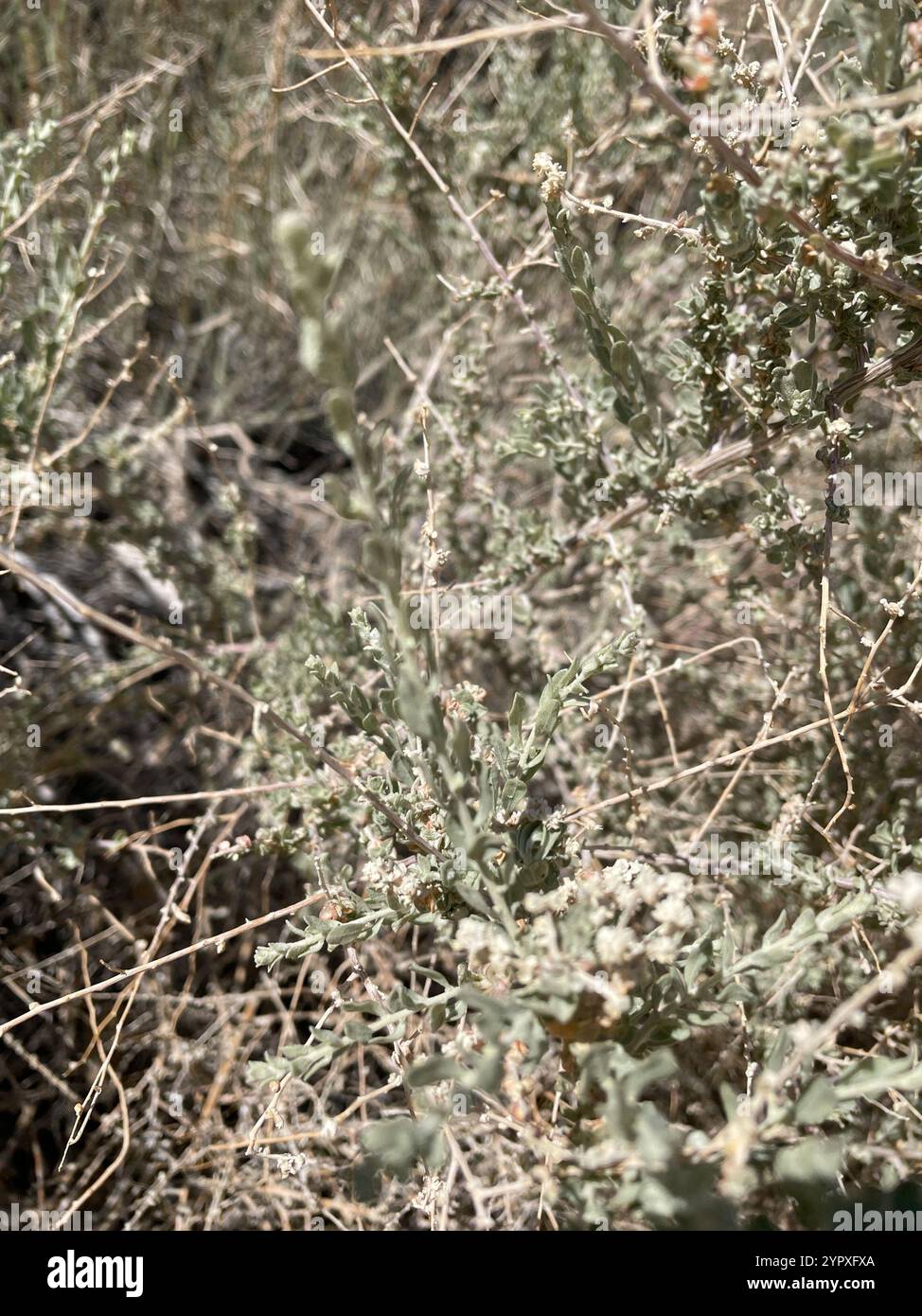 Cattle Saltbush (Atriplex polycarpa Stock Photo - Alamy