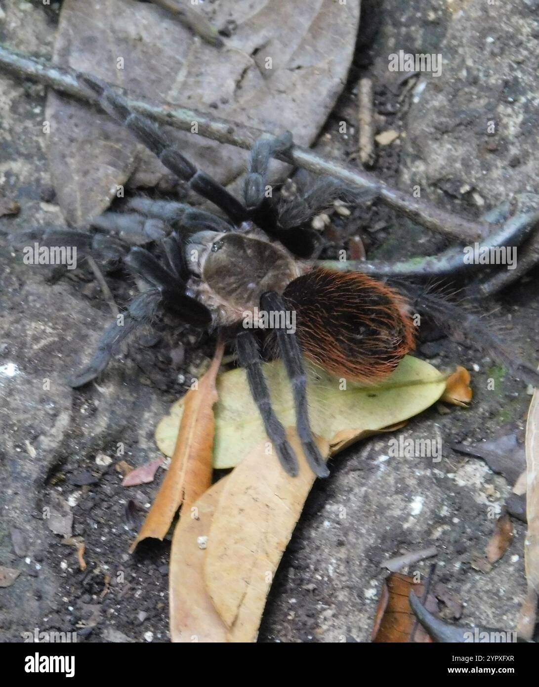 Mexican Red-rump Tarantula (Tliltocatl vagans Stock Photo - Alamy
