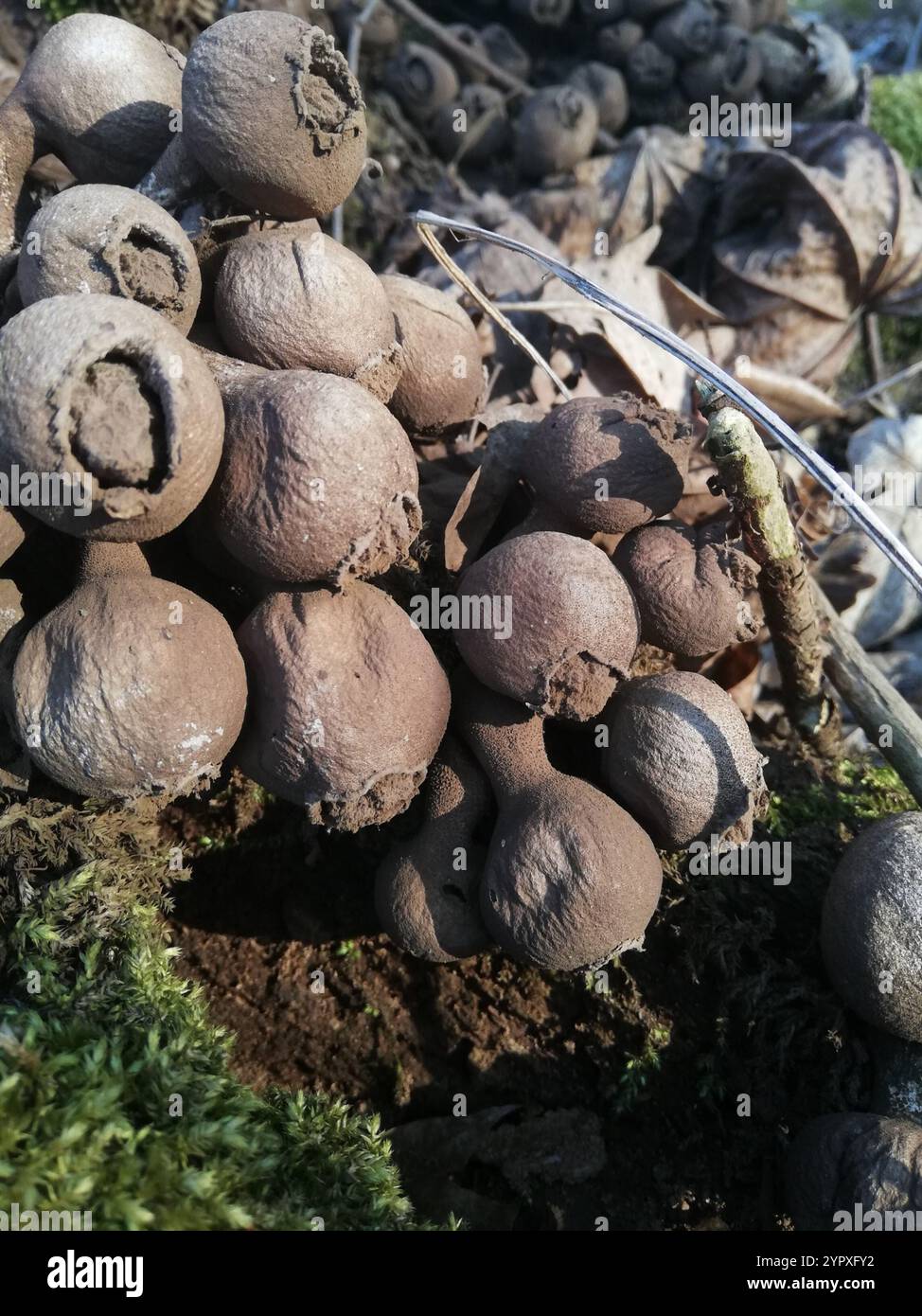 Pear-shaped Puffball (Apioperdon pyriforme Stock Photo - Alamy