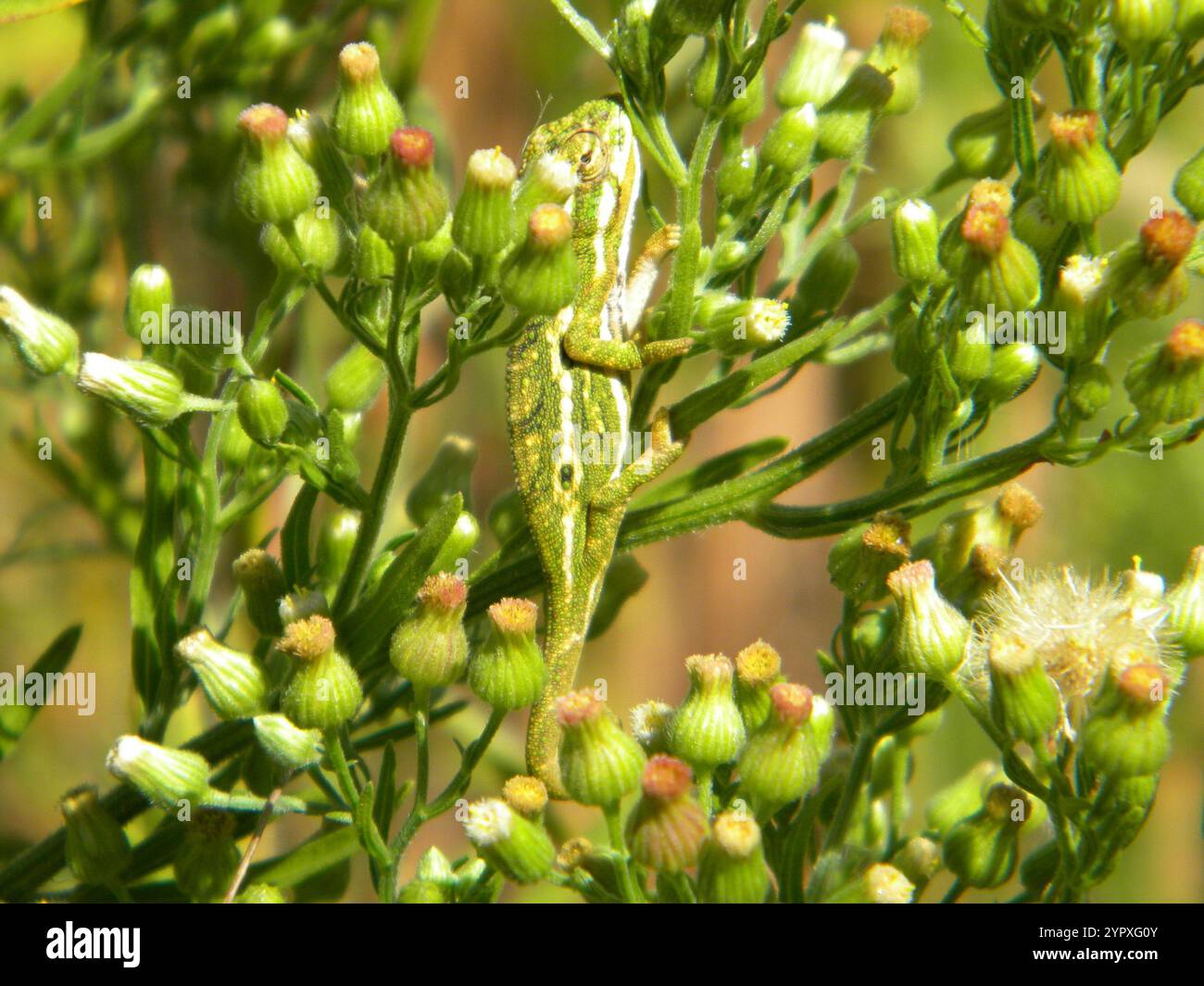 Cape Dwarf Chameleon (Bradypodion pumilum Stock Photo - Alamy