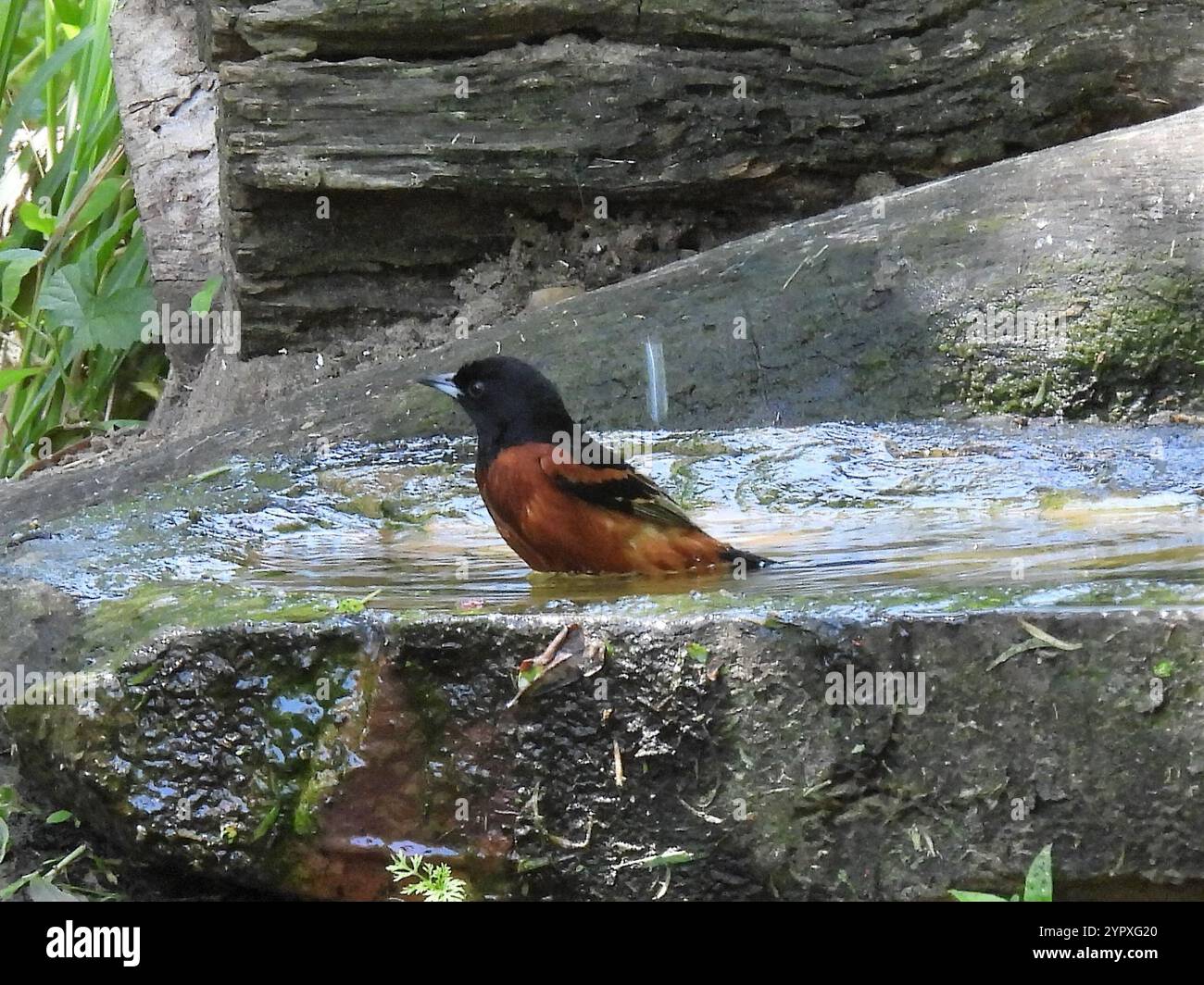 Orchard Oriole (Icterus spurius Stock Photo - Alamy