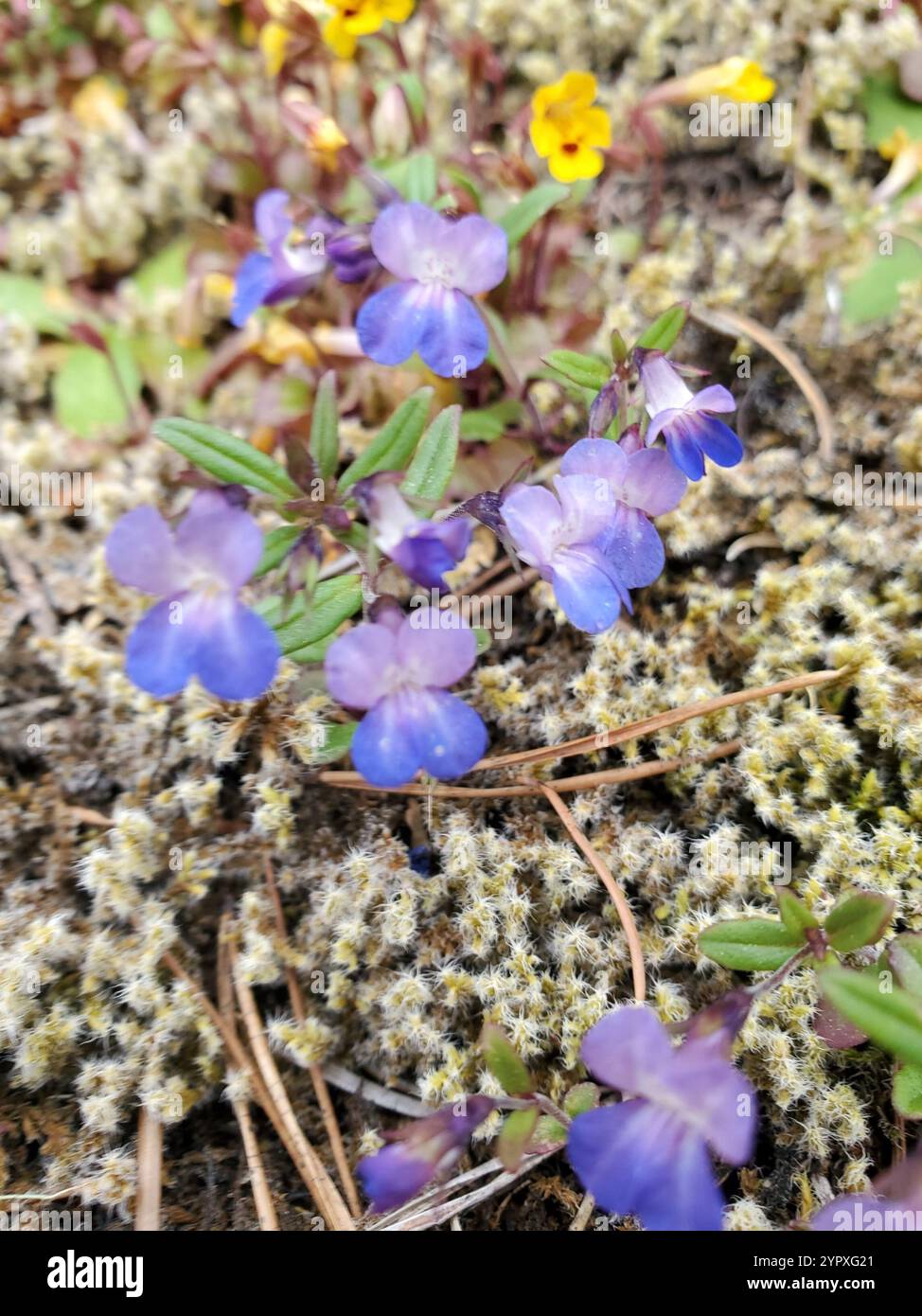 Giant Blue-eyed Mary (Collinsia grandiflora Stock Photo - Alamy