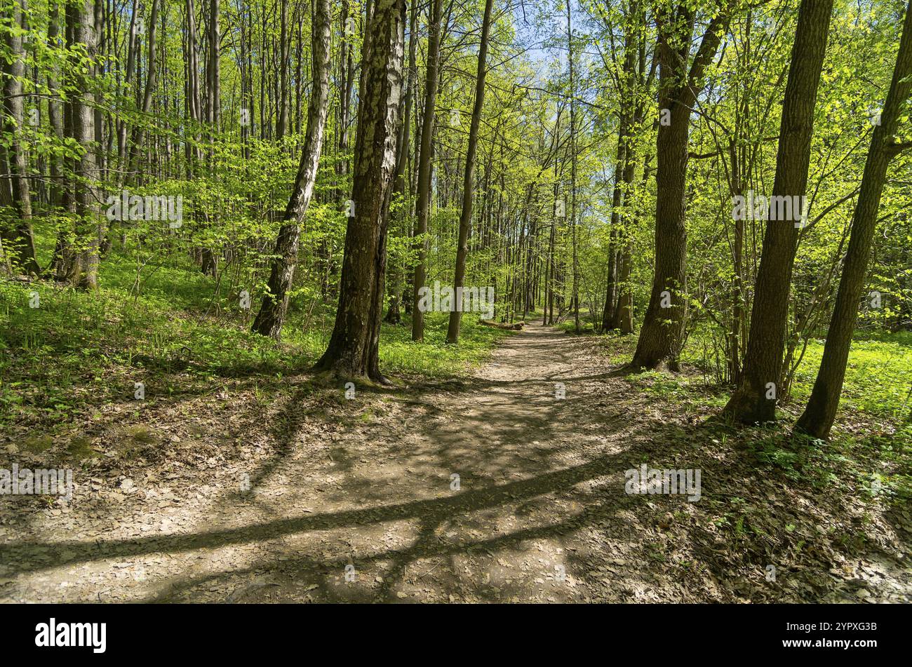 Countryside in spring wooded hi-res stock photography and images - Alamy