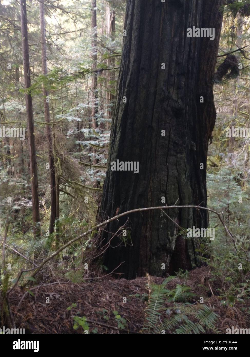coast redwood (Sequoia sempervirens Stock Photo - Alamy