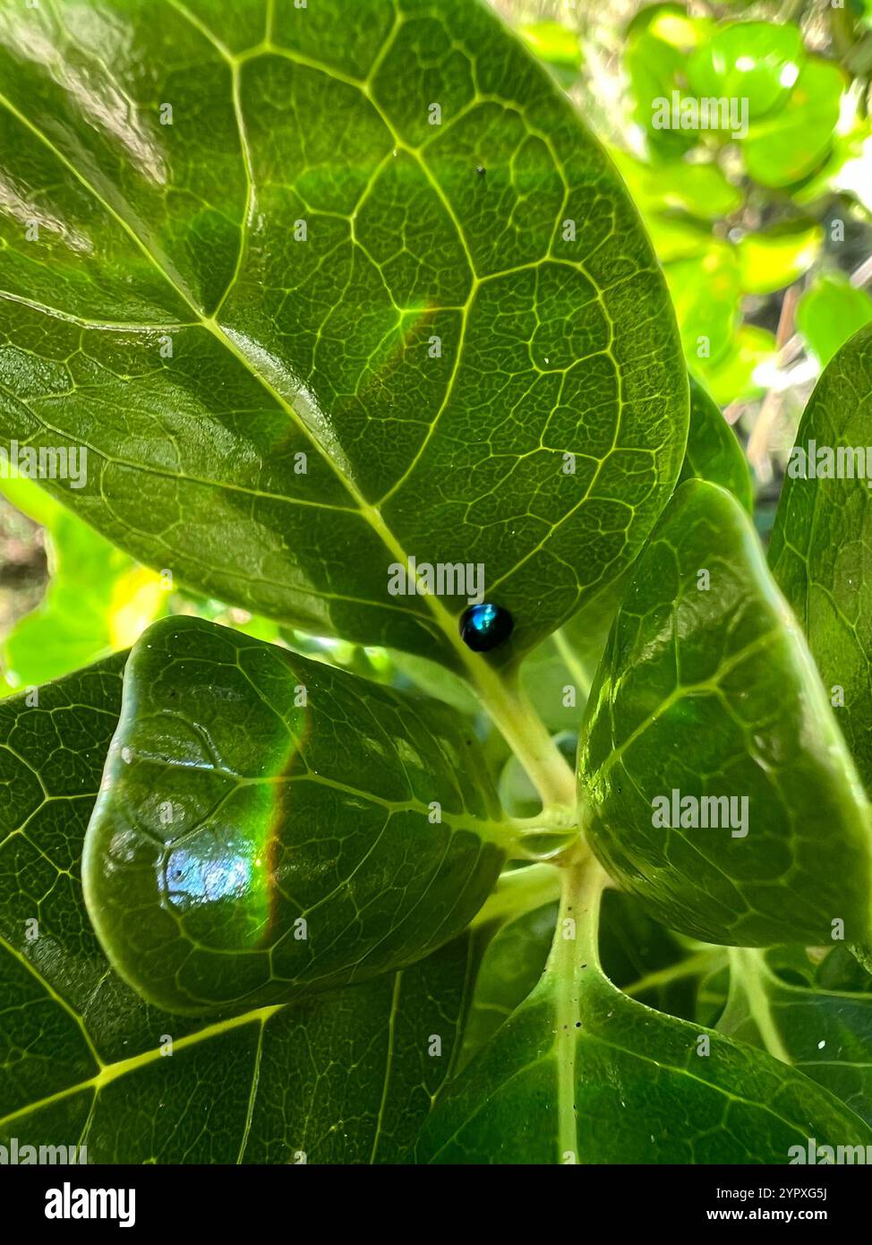 Steelblue Lady Beetle (Halmus chalybeus Stock Photo - Alamy