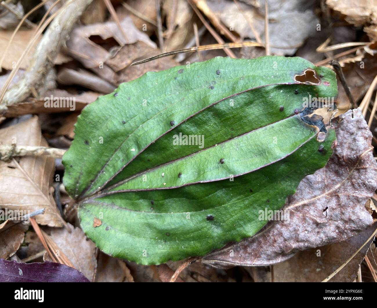 crane-fly orchid (Tipularia discolor Stock Photo - Alamy