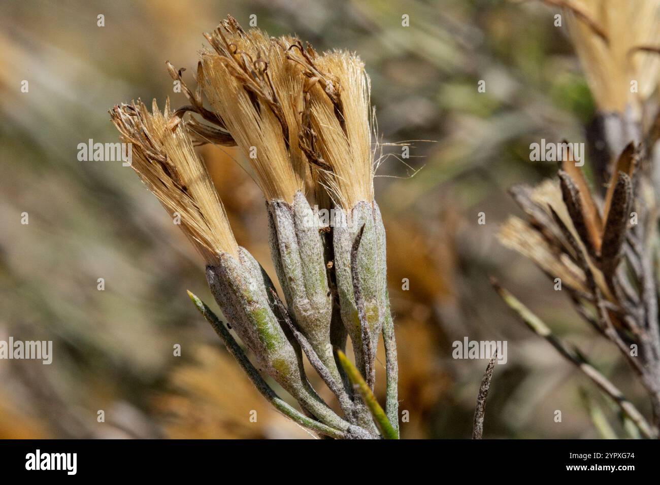Threadleaf Horsebrush (Tetradymia filifolia Stock Photo - Alamy