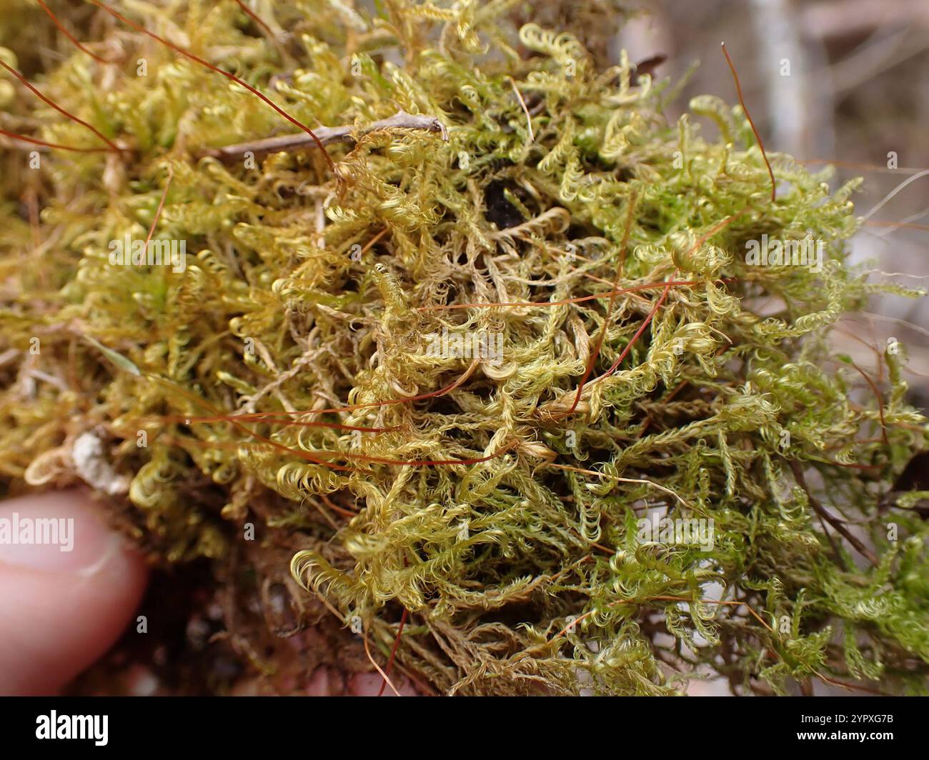 Sickle-leaved Hook-moss (Sanionia uncinata Stock Photo - Alamy