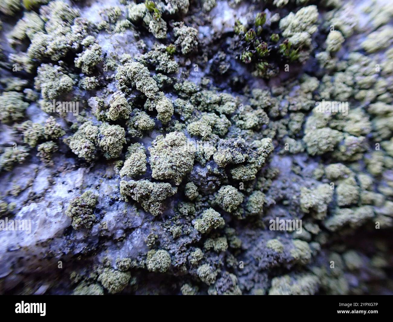 Shrubby Sunburst Lichen (Polycauliona candelaria Stock Photo - Alamy