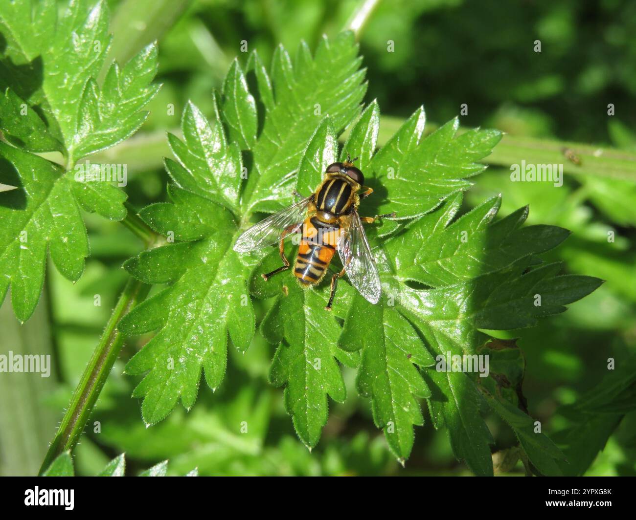 Sun Fly (Helophilus pendulus Stock Photo - Alamy